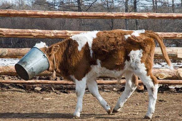 Vaca Entalada - Imagens de Animais